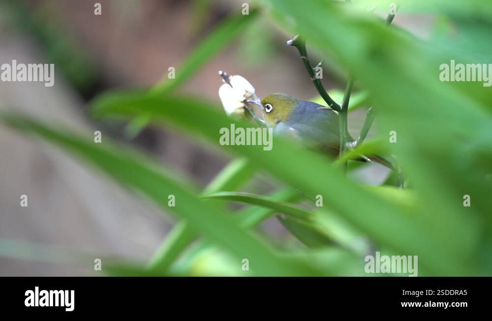 A Wax eye also known as a white eye or silver eye bird in a New Zealand ...