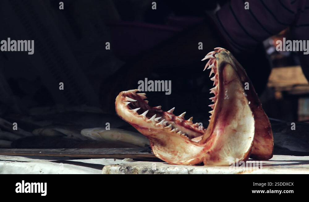 Large skinned head carpus of fish with sharp jagged teeth, Essaouira ...