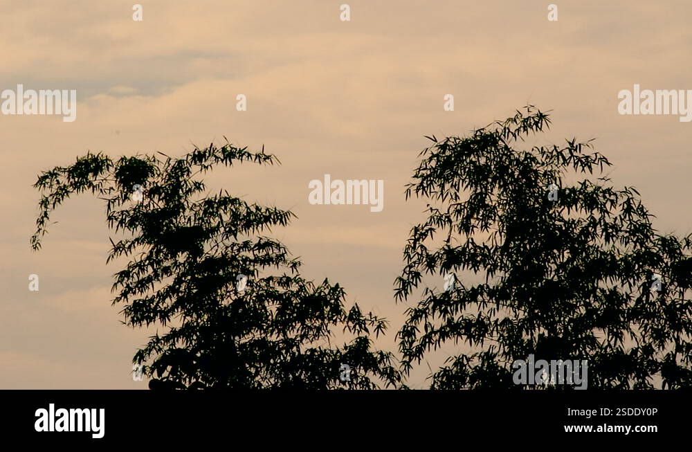 Time lapse of clouds and shadow of tree moves in the wind blowing on ...