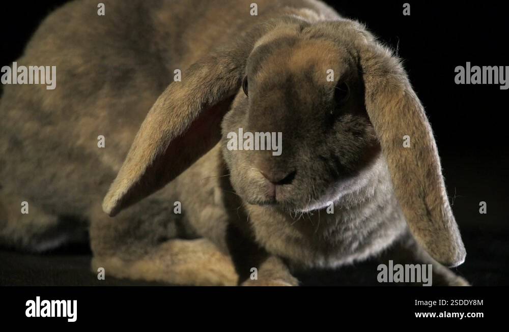 Close Up Of A Large Grey Adult Flemish Giant Lop Rabbits Face With ...