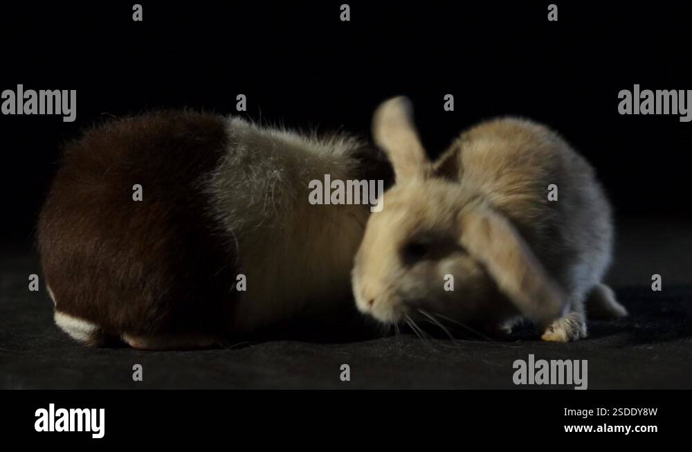 Closeup Of A Pet Rabbit Smelling A Guinea Pig, Interspecies Friendship ...