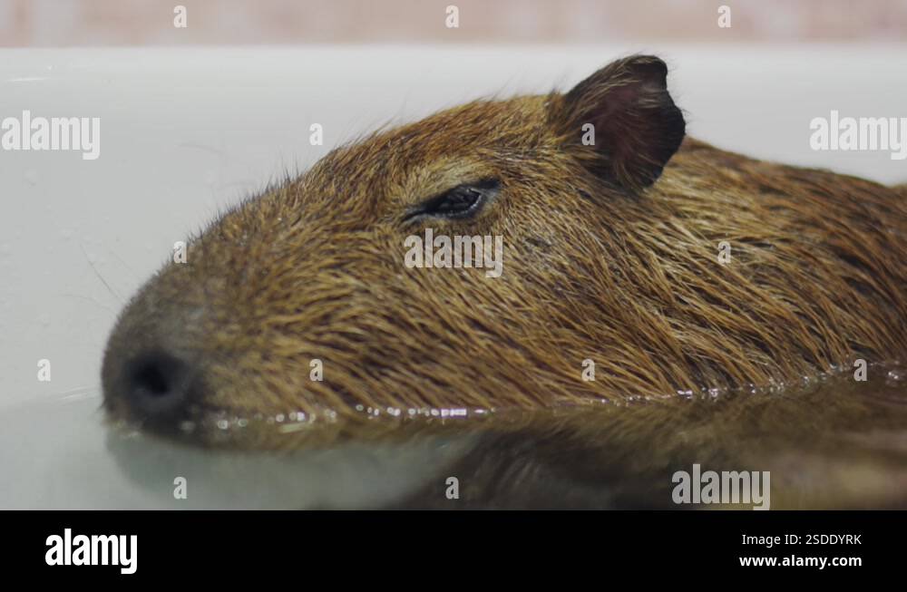 Capybara Enjoying A Hot Water Bath In Tub Inside The Animal Cafe In ...