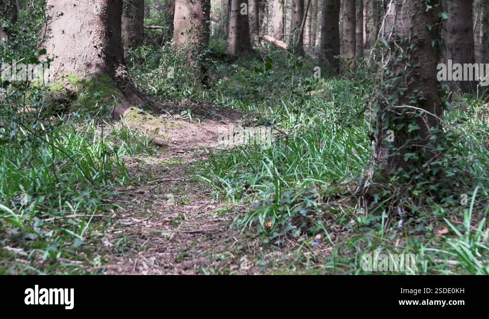 Personal Perspective of moving along a Path in the green Forest, Steady ...