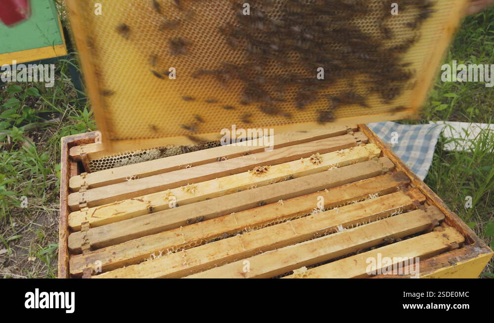 Beekeeper working with bees standing near beehives on the apiary in ...