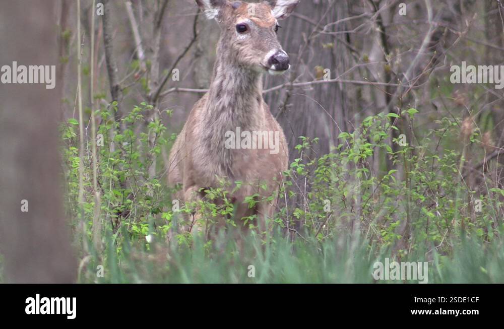 Single wild white tail female deer doe walking towards camera on green ...