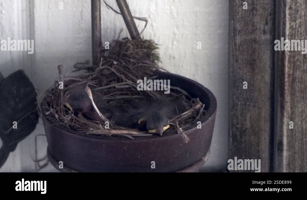 Sweet tiny baby bird chicks rest, relax and sleep together in nest in ...