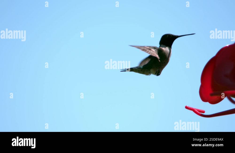 Ruby throated hummingbird flying in slow motion. 2800fps full HD Stock ...