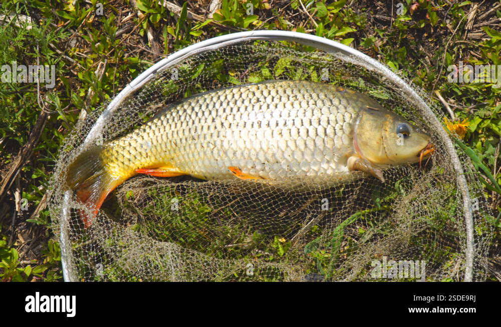 Caught carp in a fishing landing net lies on the grass, opens its mouth ...