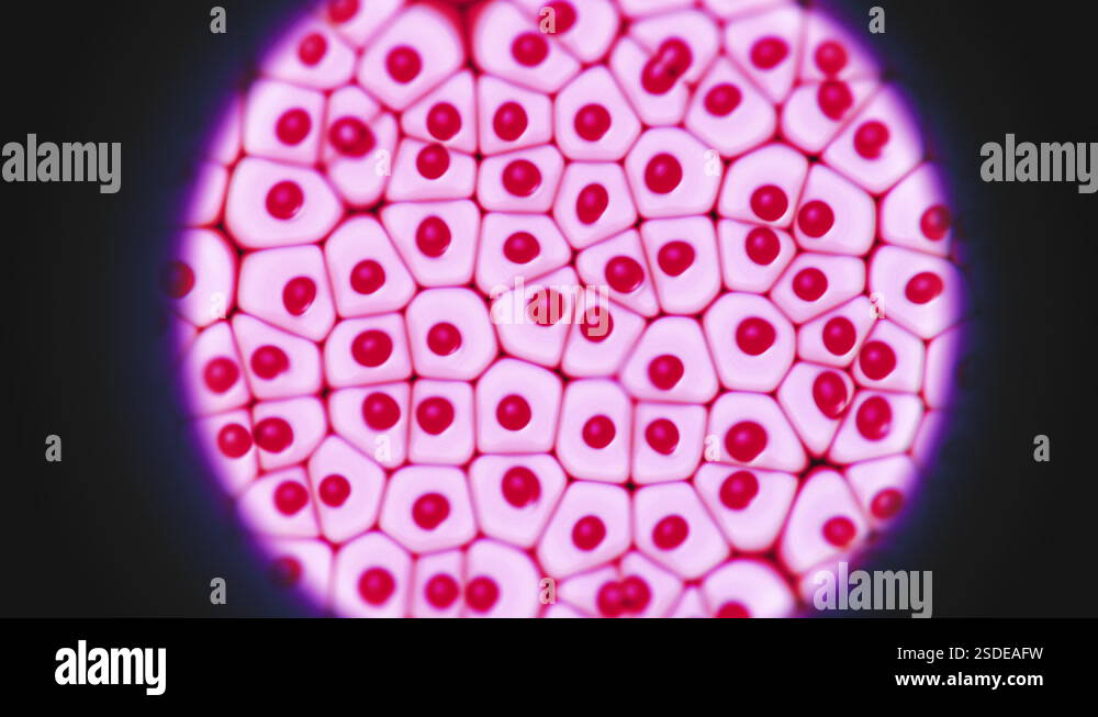 Eukaryotic cell structure Stock Videos & Footage - HD and 4K Video ...