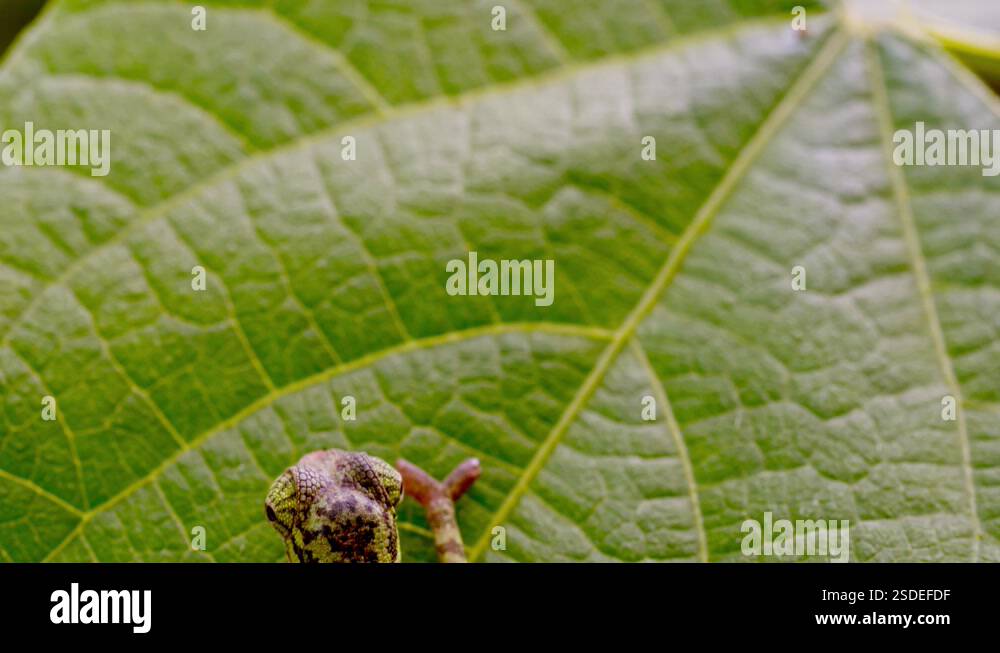 a newly born chameleon emerges from a leaf Stock Video Footage - Alamy