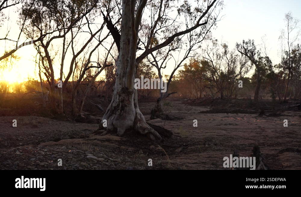 Dry brown dusty Australian bushland, bright yellow sunset on horizon ...