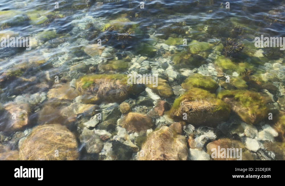 Algae on the stone in the sea Stock Video Footage - Alamy