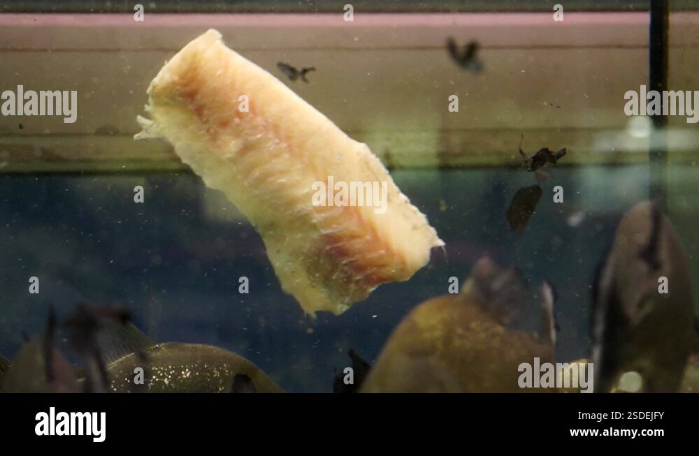 White fish sinks in water filled with red bellied piranhas starts ...