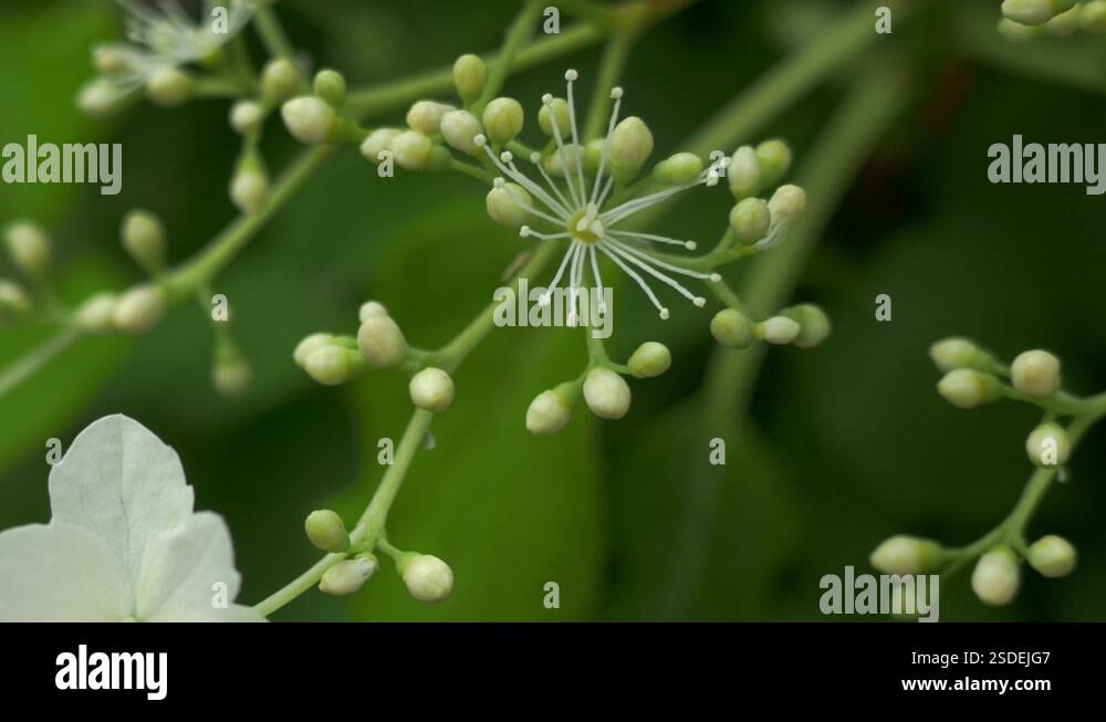 Small, white flower of hydrangea, begin of bloom, close up, panning ...