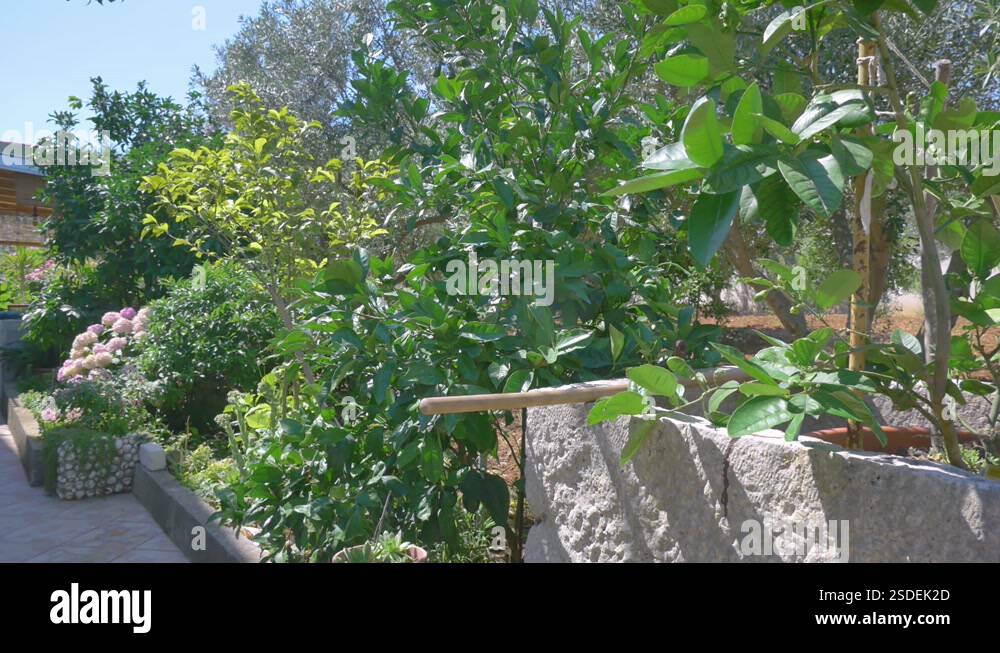 Olive trees mediterranean garden Stock Videos & Footage - HD and 4K ...