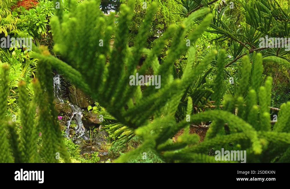 HD Hawaii Kauai slow motion boom down and left from a pine tree branch ...