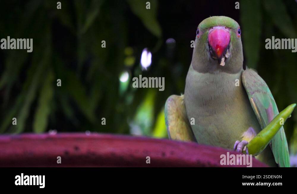Indian rose ringed parakeet also known as Indian Parrot. Parrot eating ...
