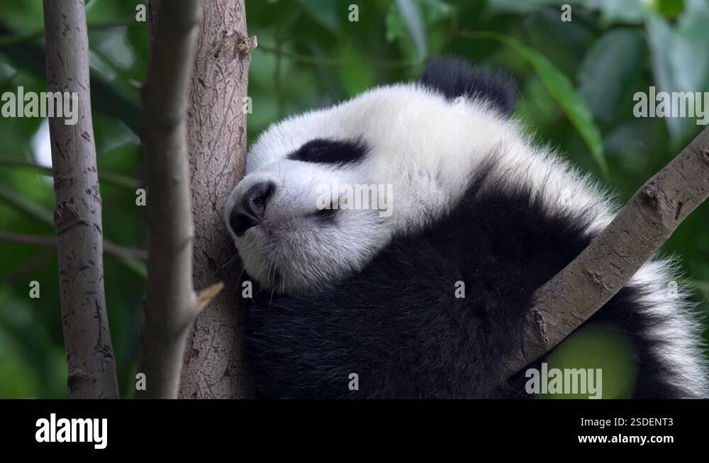 Baby giant panda waking up and falling asleep again on a tree in shade ...