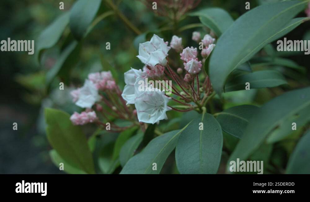 Blooming Mountain Laurel on Lindy Point Trail in Blackwater Falls State ...