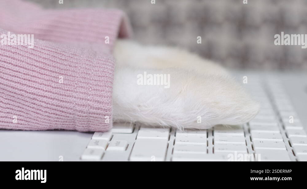 Pug dog is typing text on a laptop. Dog paws on white computer keyboard ...
