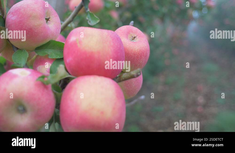 Grabouw Stock Videos & Footage - HD and 4K Video Clips - Alamy