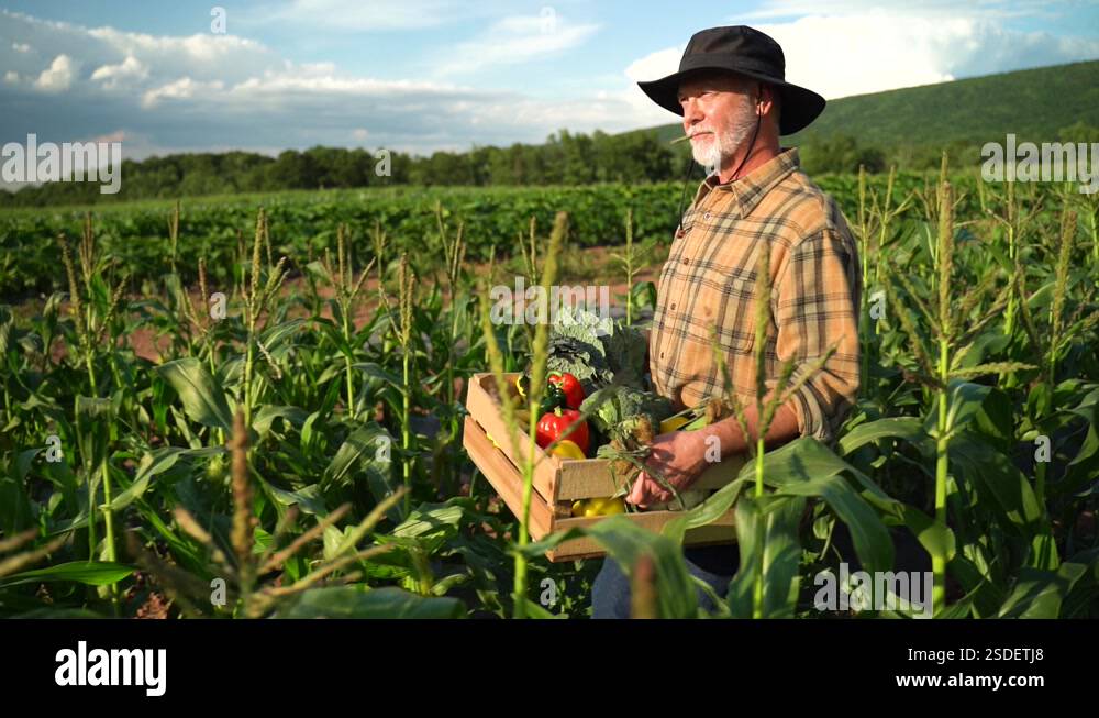 Side view portrait of farmer carrying a box of organic vegetables look ...