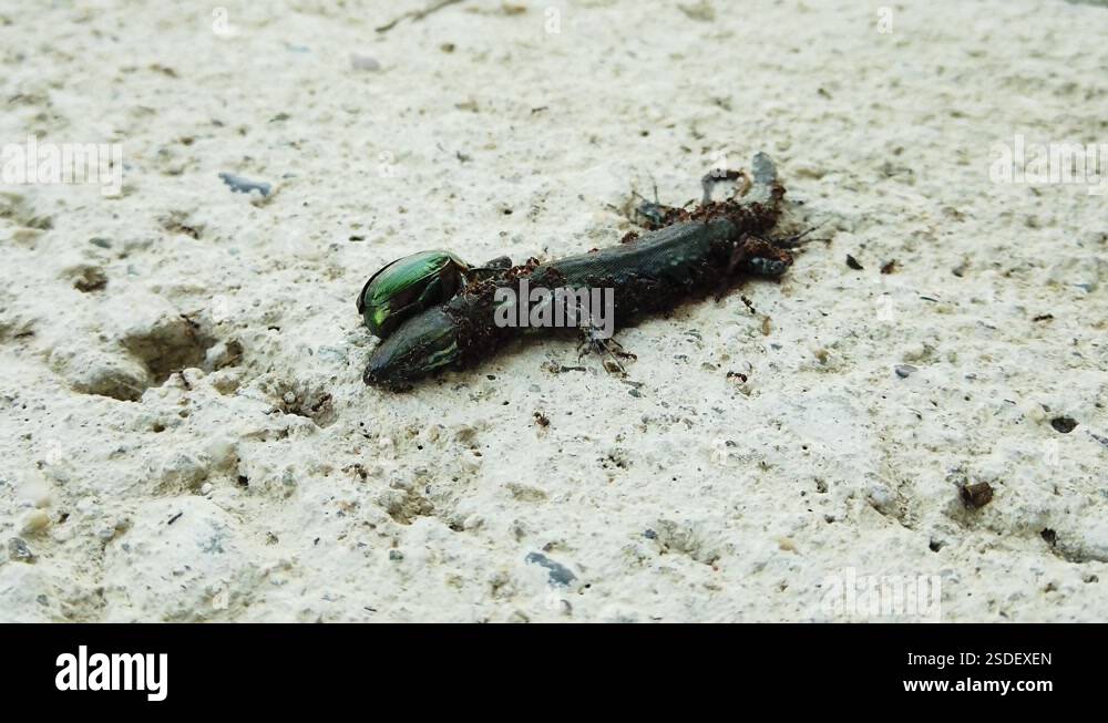 Ants eating a bug and a lizard on the ground in teamwork Stock Video ...
