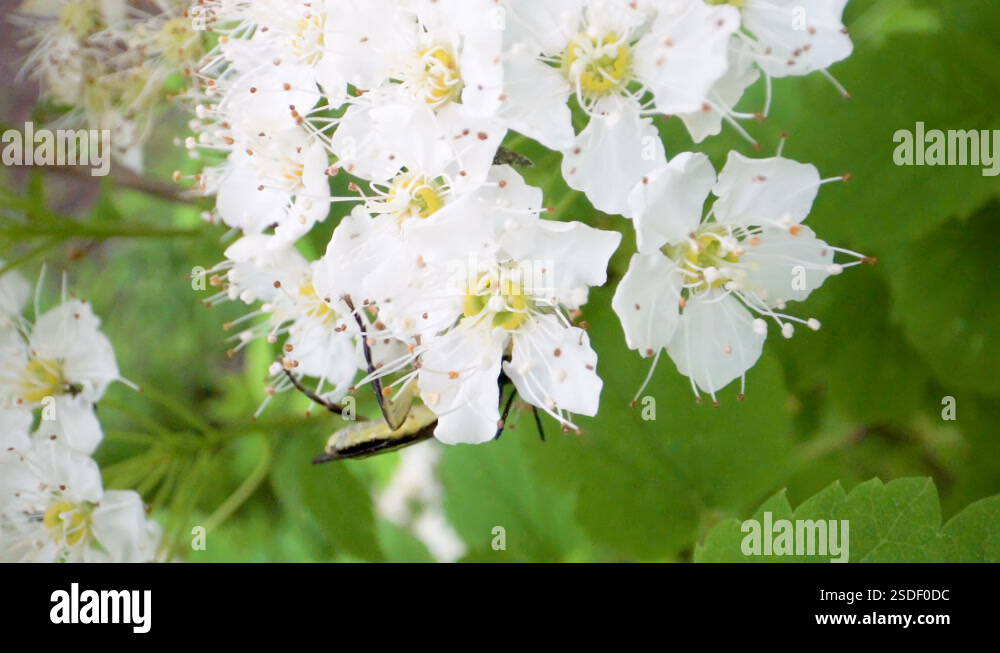 A crawling insect on the white flowers in the garden Stock Video ...
