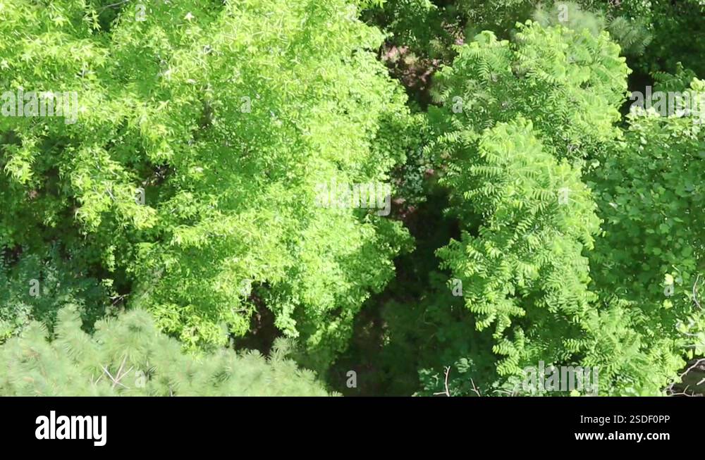 Silver Comet Trail looking down on lush green nature from a tall wooden ...