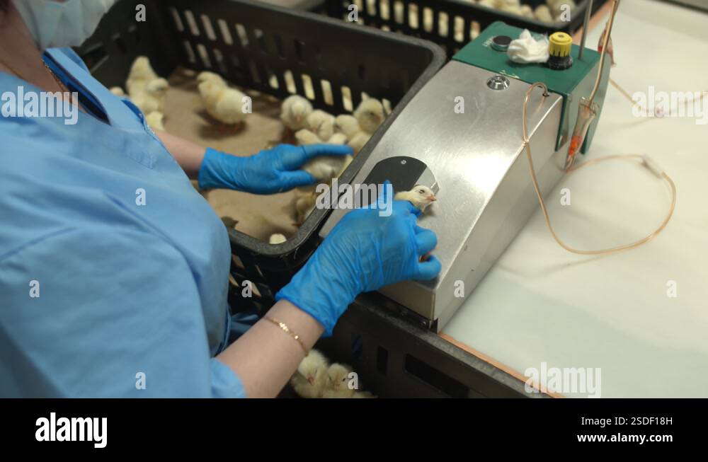 Neck chickens Stock Videos & Footage - HD and 4K Video Clips - Alamy