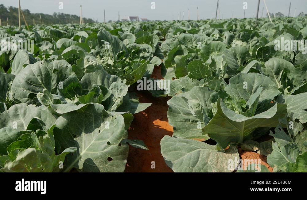 Field of cabbage ready to harvest. Vegetables, organic farming ...