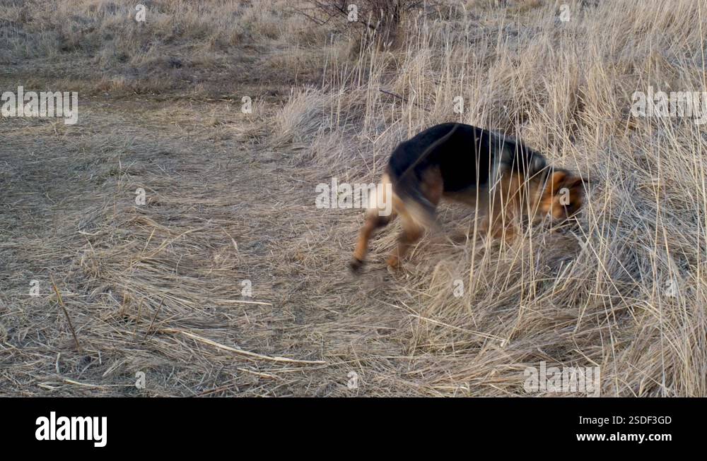 Adult dog German shepherd chasing tail on a walk. The animal spinning ...
