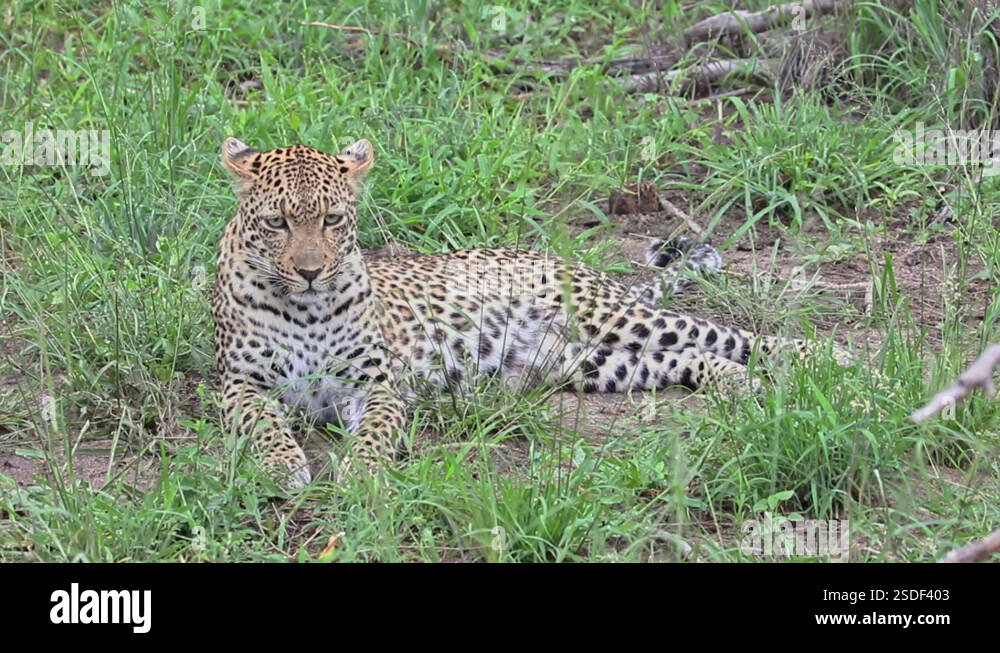 Sabi sands private reserve Stock Videos & Footage - HD and 4K Video ...