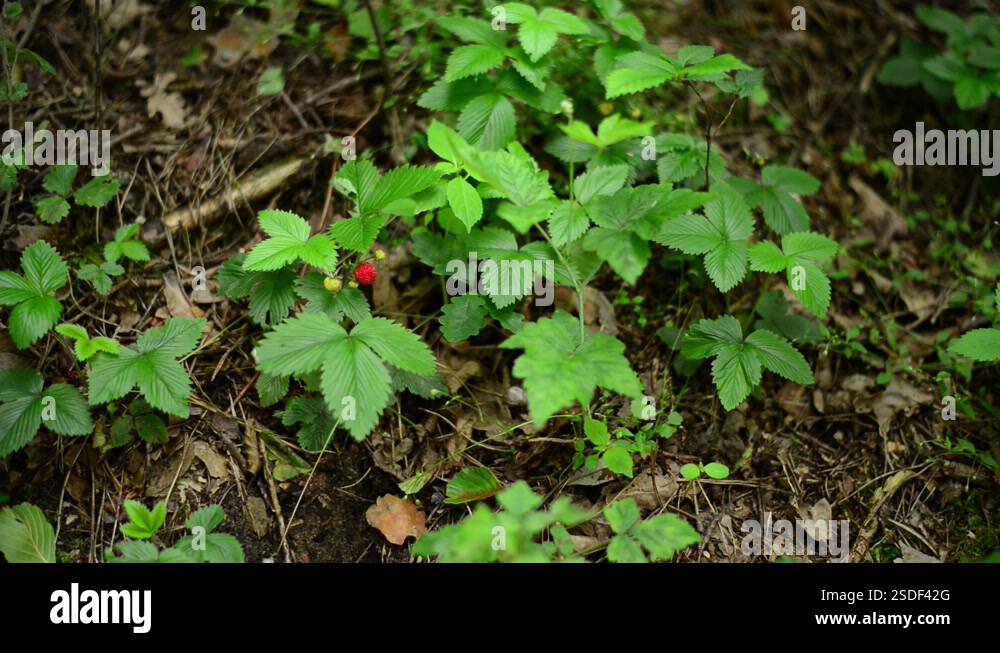 young child pick up a wild strawberry in the forest with wind on big ...