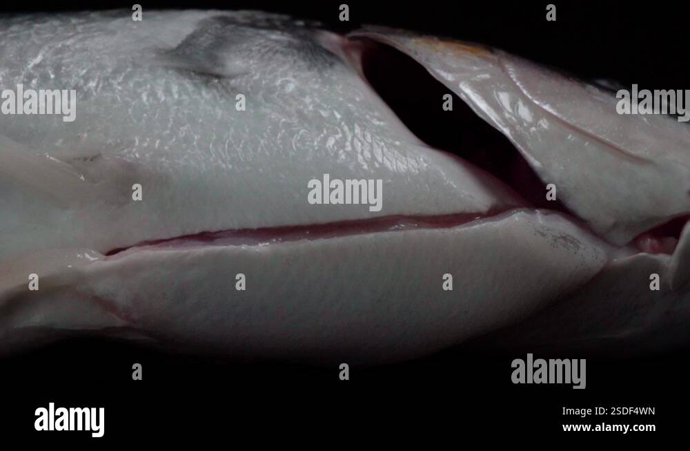 Black bream fish Stock Videos & Footage - HD and 4K Video Clips - Alamy