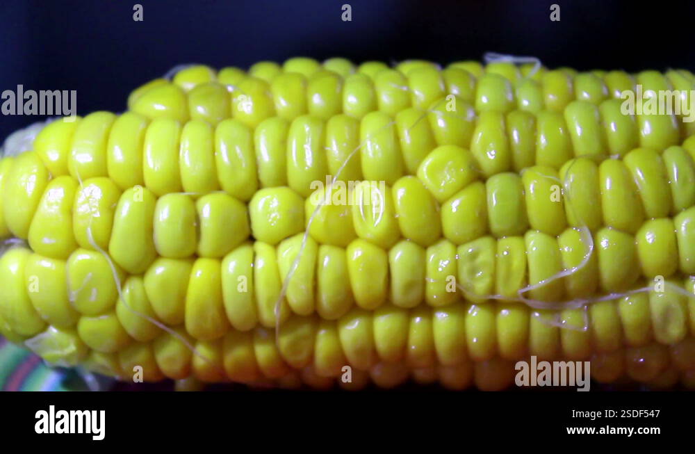 A piece of butter melts and drains over juicy hot corn. Juicy hot corn ...