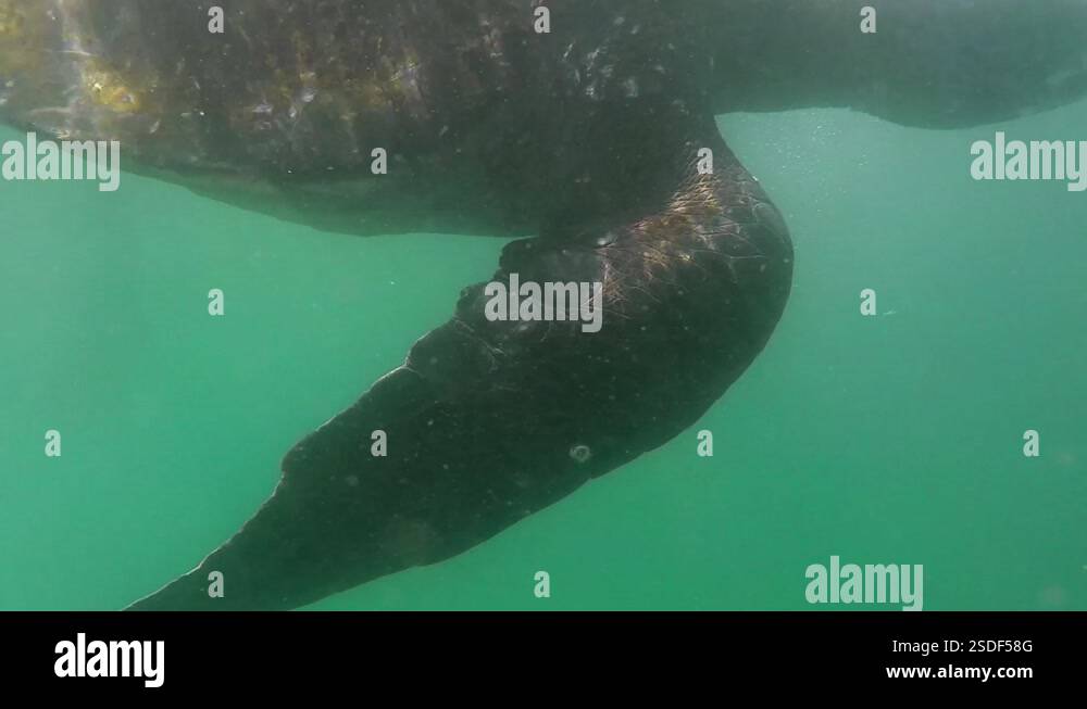 Sea turtle pooping in the Pacific Ocean. Sea turtle shitting under ...