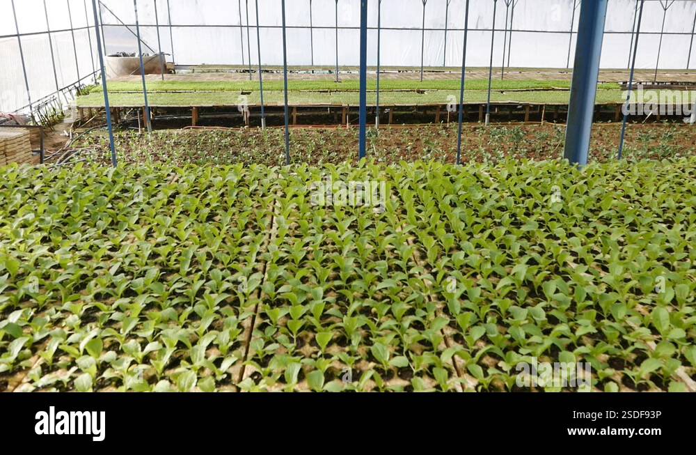 Sprouted young cabbage seedlings in a greenhouse. Farm theme. Seedlings ...