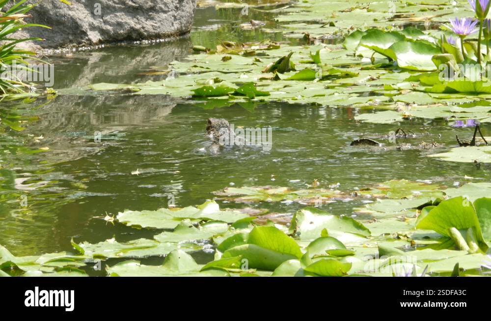 Asian common water monitor large varanid lizard native to Asia. Varanus ...