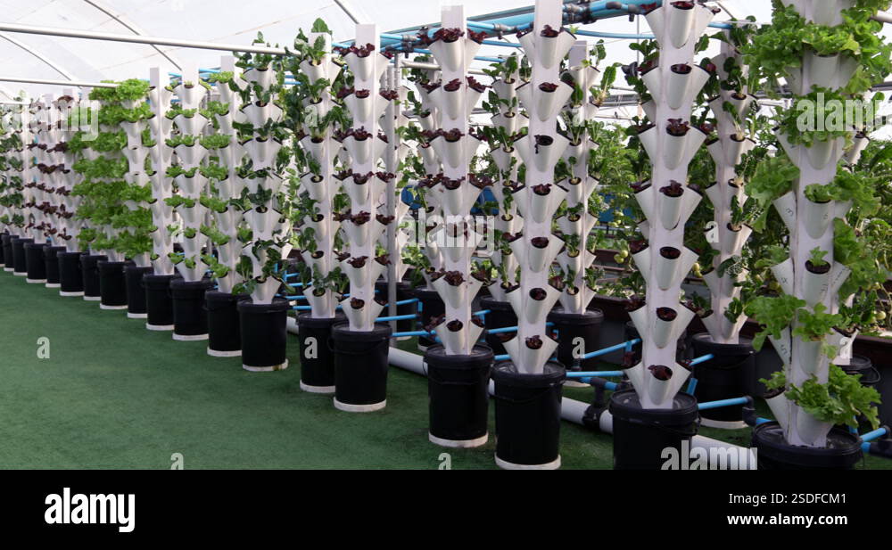 Panning view of vegetables growing in upright columns in an aquaponic ...