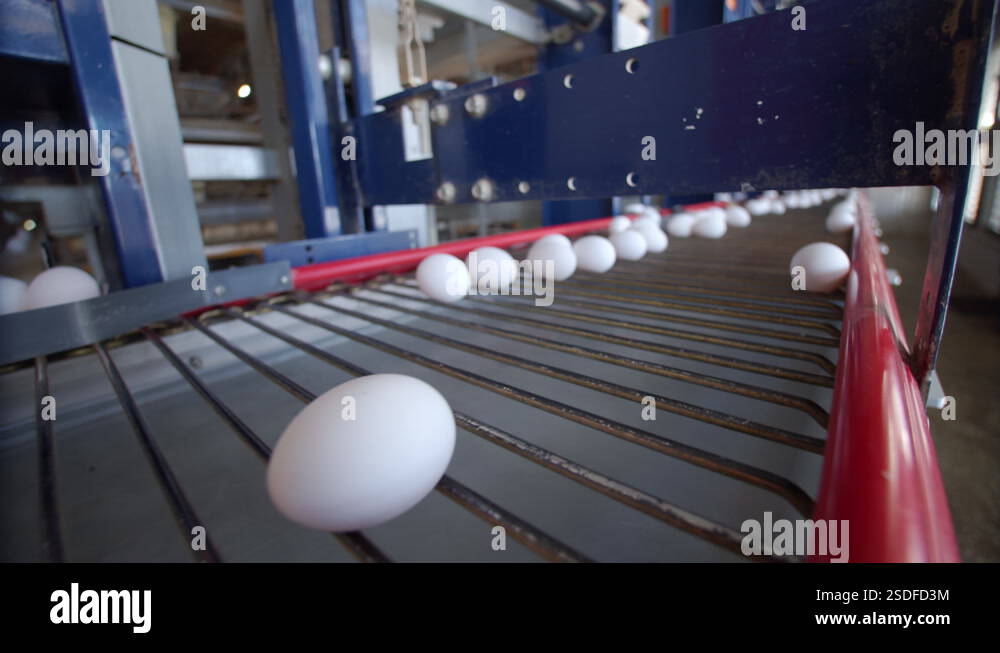A belt conveyor moves chicken white eggs to the shop floor. Close up of ...