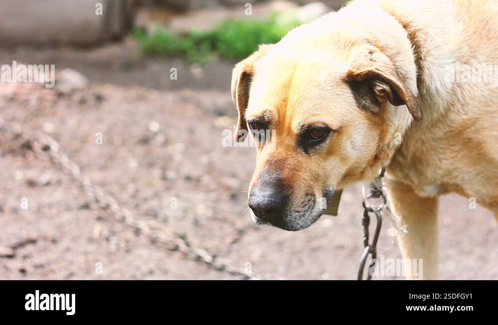 Light colored dog Stock Videos & Footage - HD and 4K Video Clips - Alamy