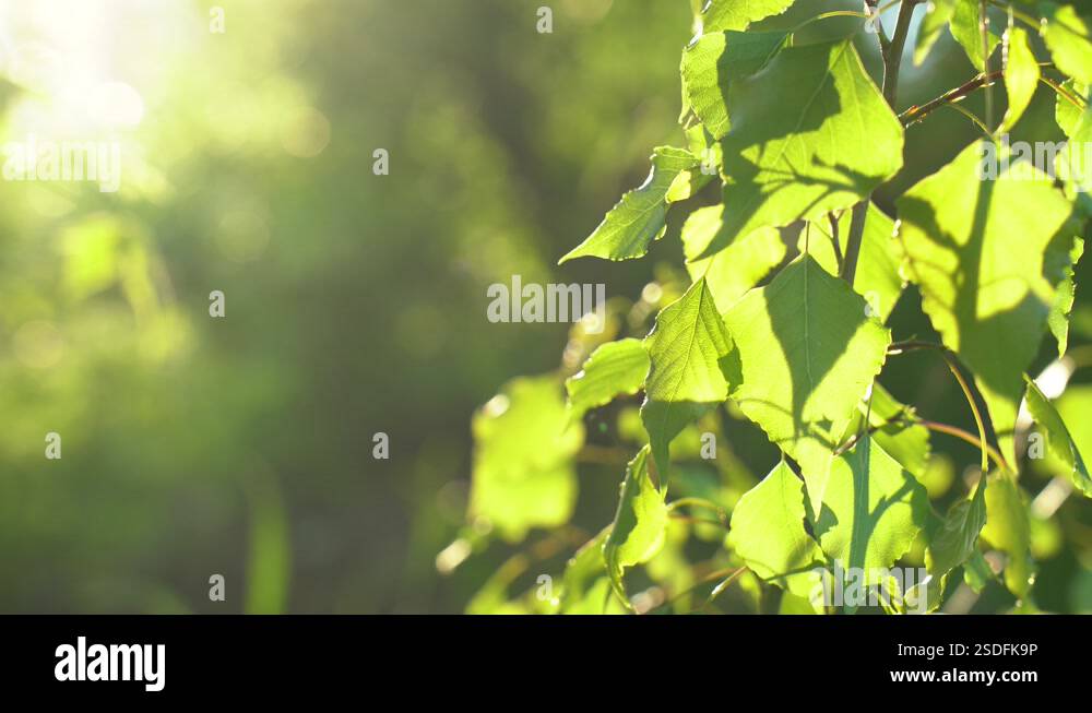 Beautiful nature bokeh 4k video background of blurry sunset landscape ...