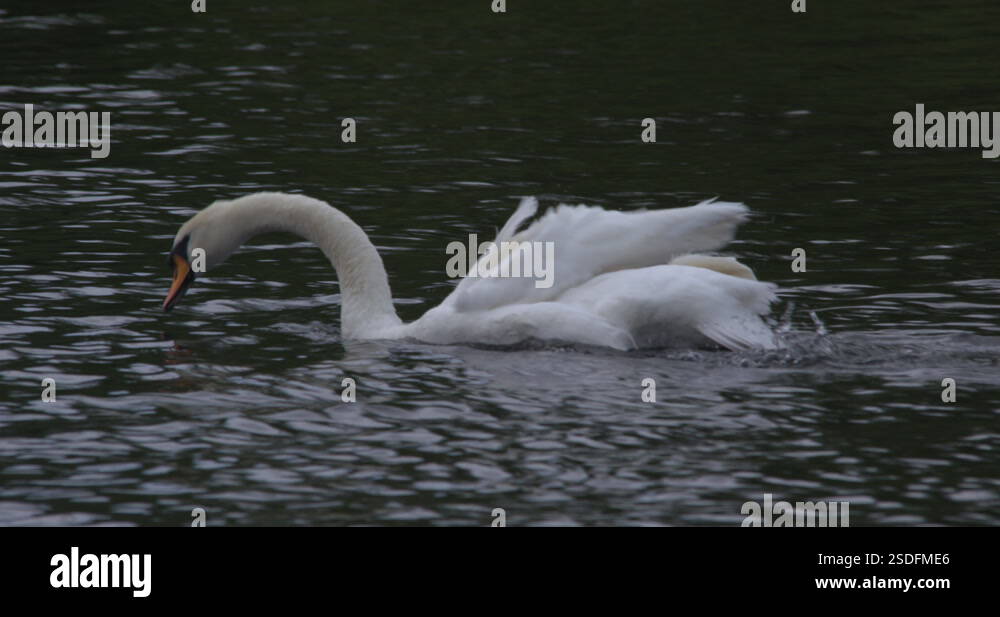 Splashing swan Stock Videos & Footage - HD and 4K Video Clips - Alamy