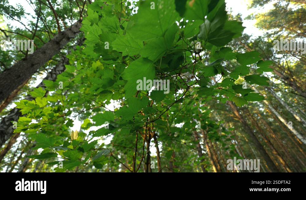 a tree branch in the forest bends with a gust of wind on a summer windy ...