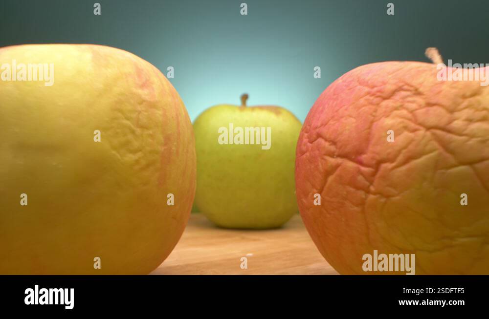 view between rows of apples. old wrinkled and young green apples ...