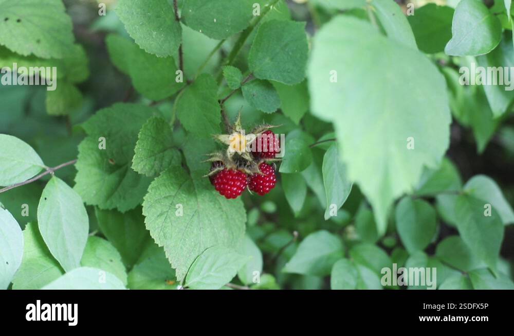 Rubus phoenicolasius, also known as Japanese wineberries Stock Video ...