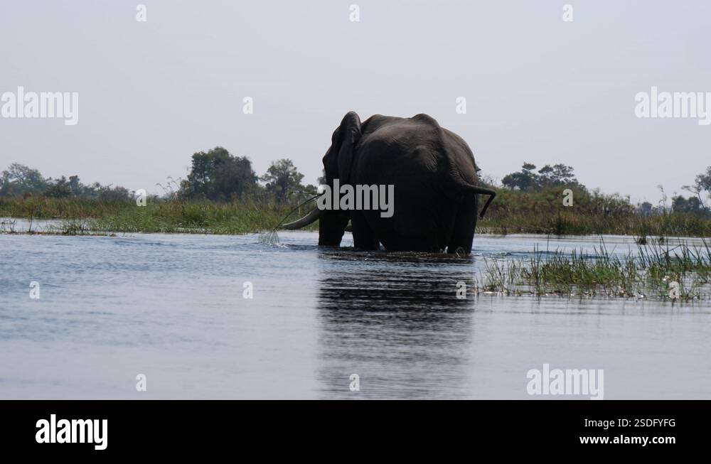 Elephants bathing in the Okavango Delta, Botswana Stock Video Footage ...