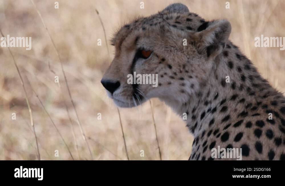 Cheetah close up head shot in the Serengeti savanna, Tanzania Stock ...
