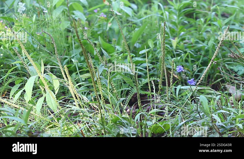 Common plantain plantago major Stock Videos & Footage - HD and 4K Video ...